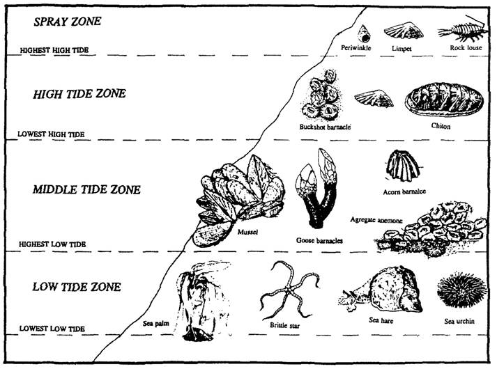 Tidepools Prelab Tidepools Prelab