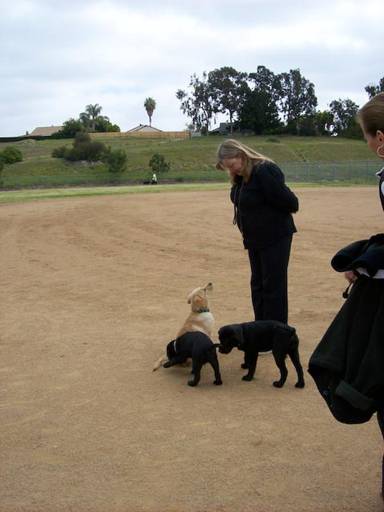 Heresa good shot showing the age and size of many of the CCI dogs in ...